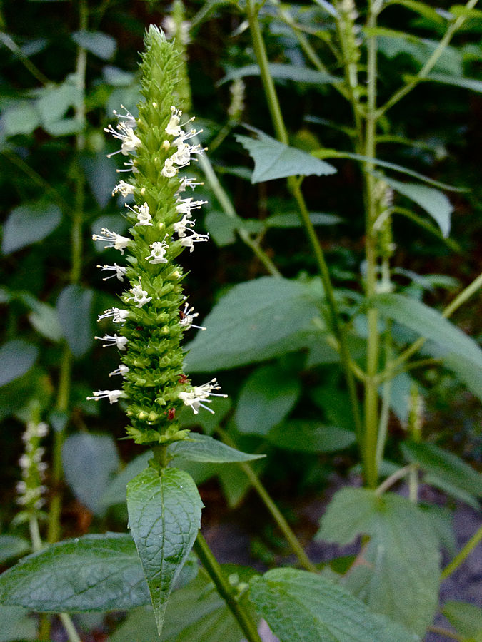 The Genus Agastache in Kentucky - Kentucky Native Plant Society