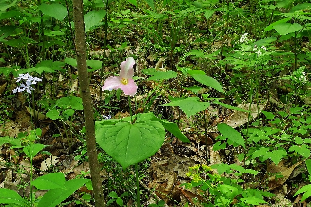 Wildflower Weekend 2019 - Kentucky Native Plant Society