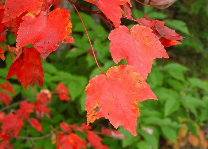 From Growing Season to Fall Colors - Kentucky Native Plant Society