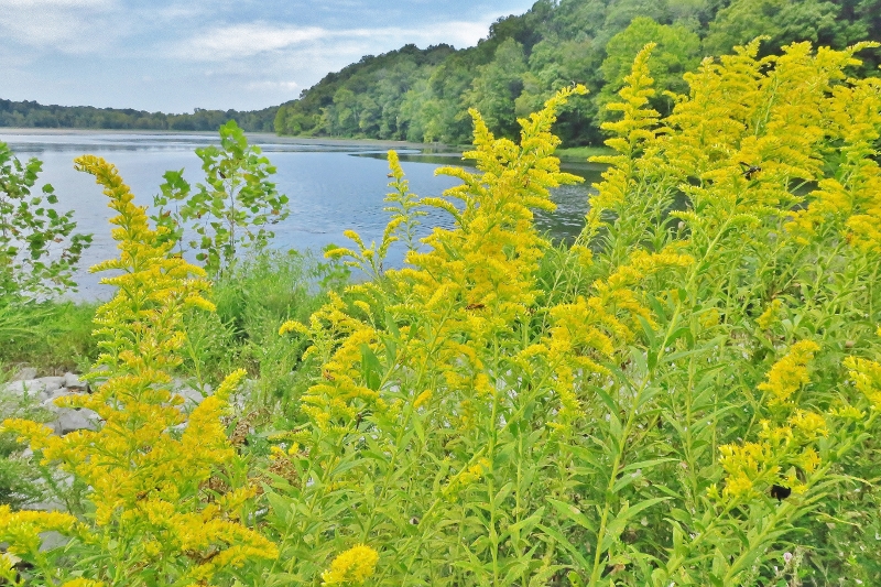 President's Message - Kentucky Native Plant Society