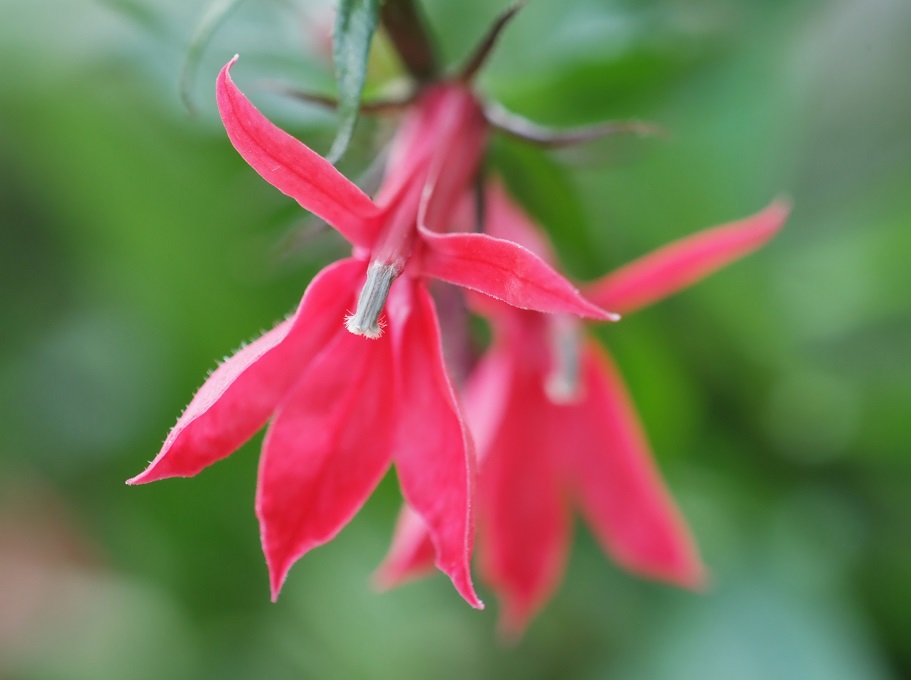 America’s favorite, Lobelia cardinalis - Kentucky Native Plant Society