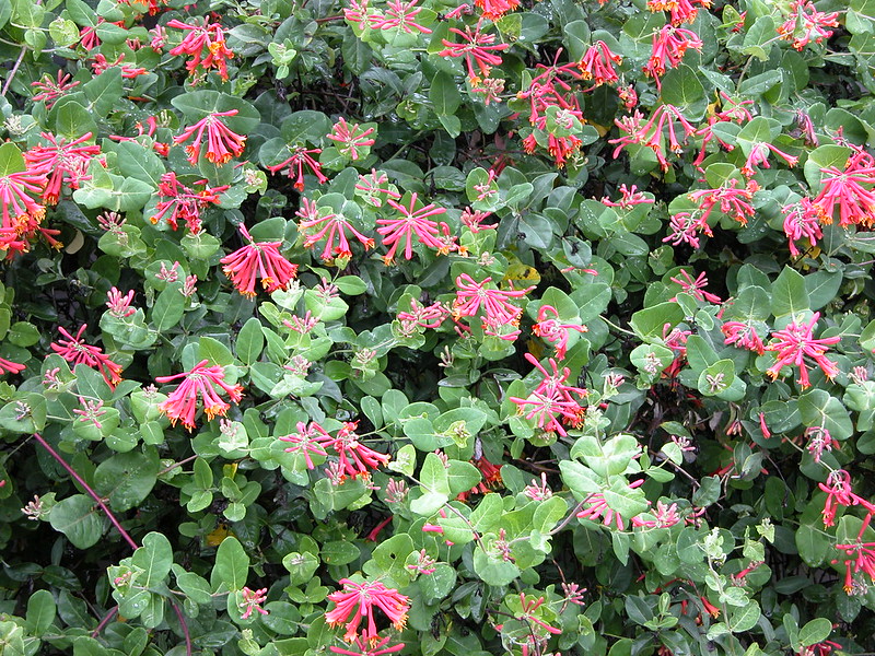 Invasive Plant Corner Bush Honeysuckle Lonicera Spp Kentucky