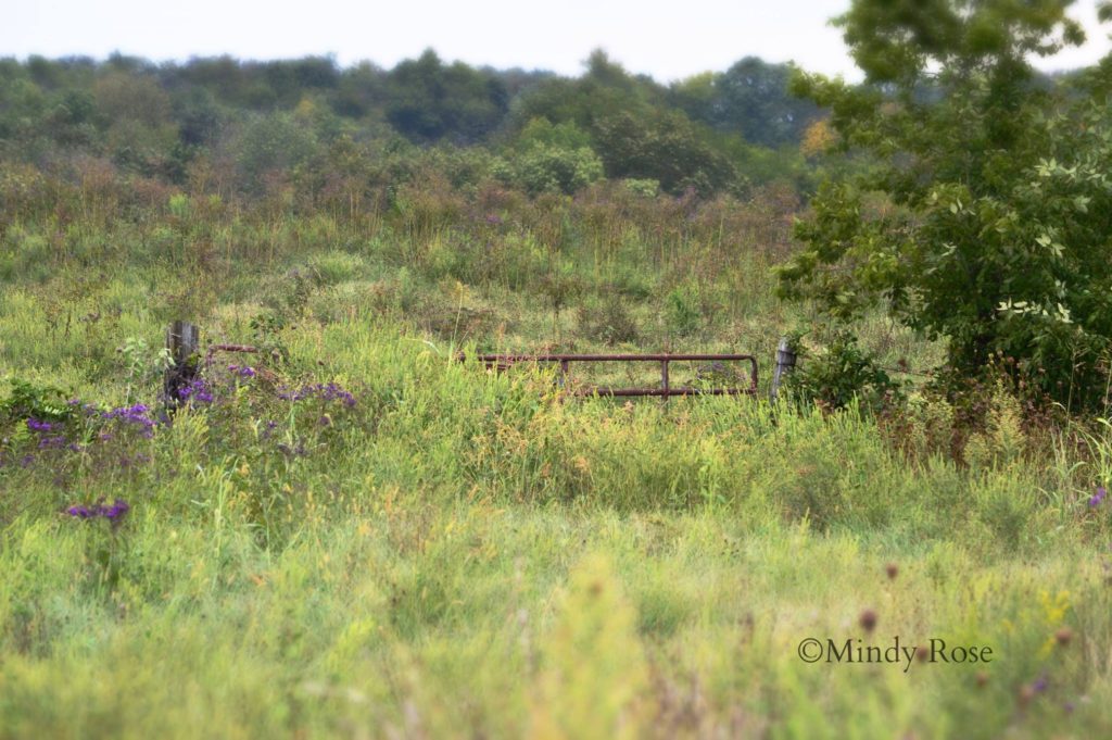 Rediscover hedgerows - Kentucky Native Plant Society