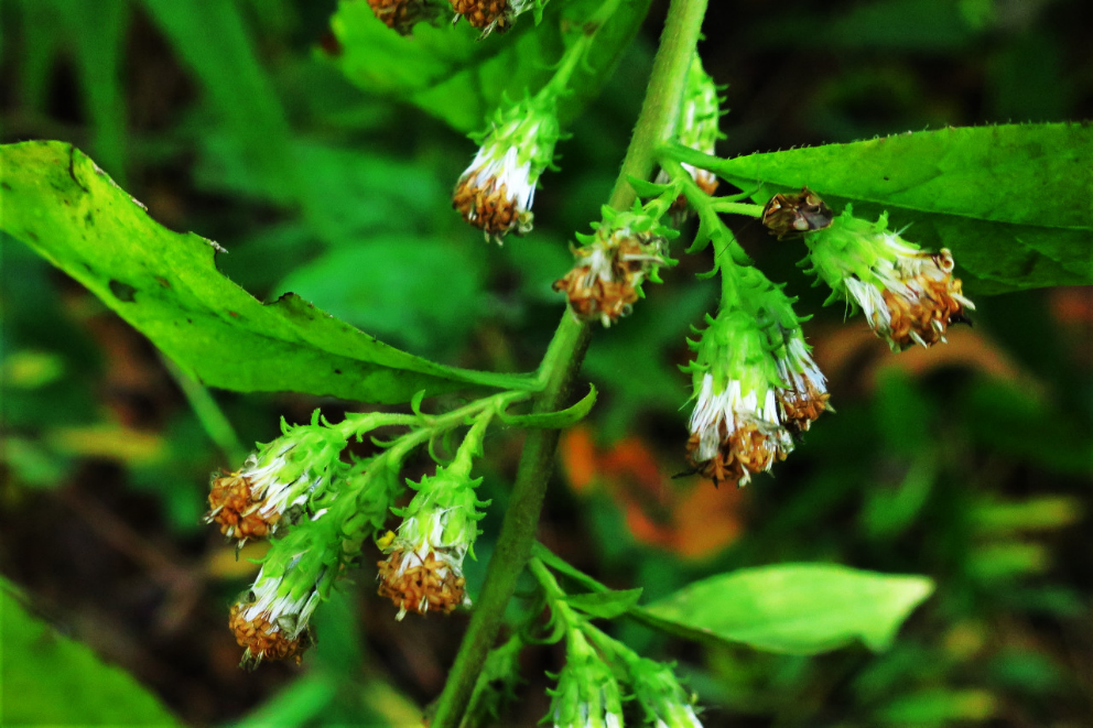 Kentucky Botanists Big Year 2020 Results - Kentucky Native Plant Society