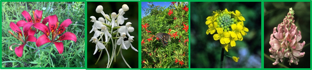 Project: Roadside Native Plants in Kentucky - Kentucky Native Plant Society