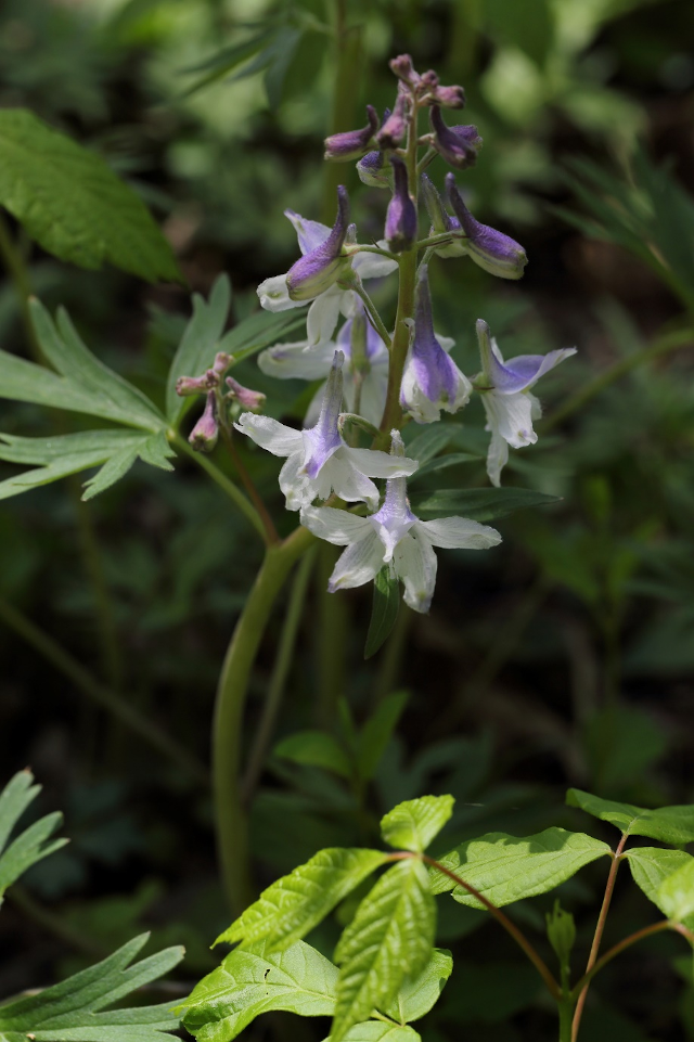 Wildflower Week 2021 Archives - Kentucky Native Plant Society