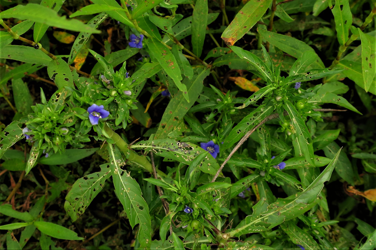 From the Lady Slipper Archives: Hydroleas (the genus False Fiddleleaf ...