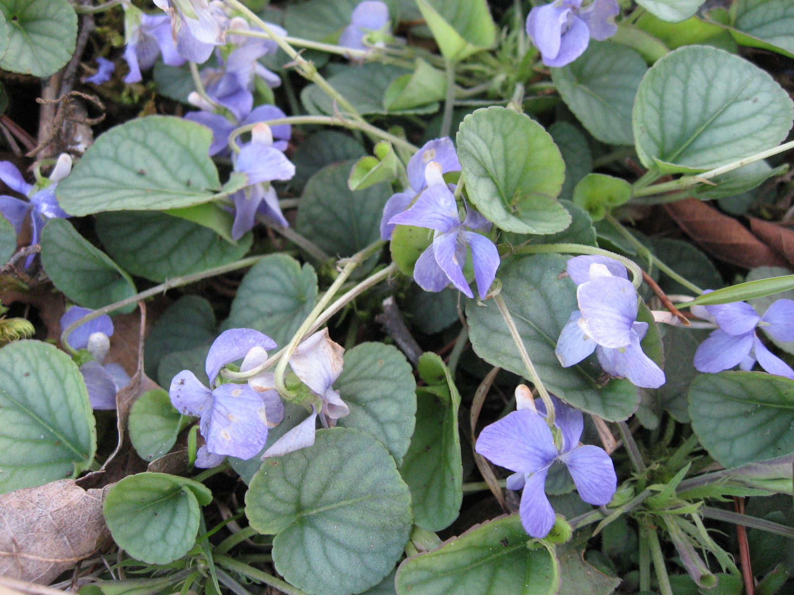 Mountain Lover (Paxistima canbyi) in Kentucky: Ancient flora, limestone ...