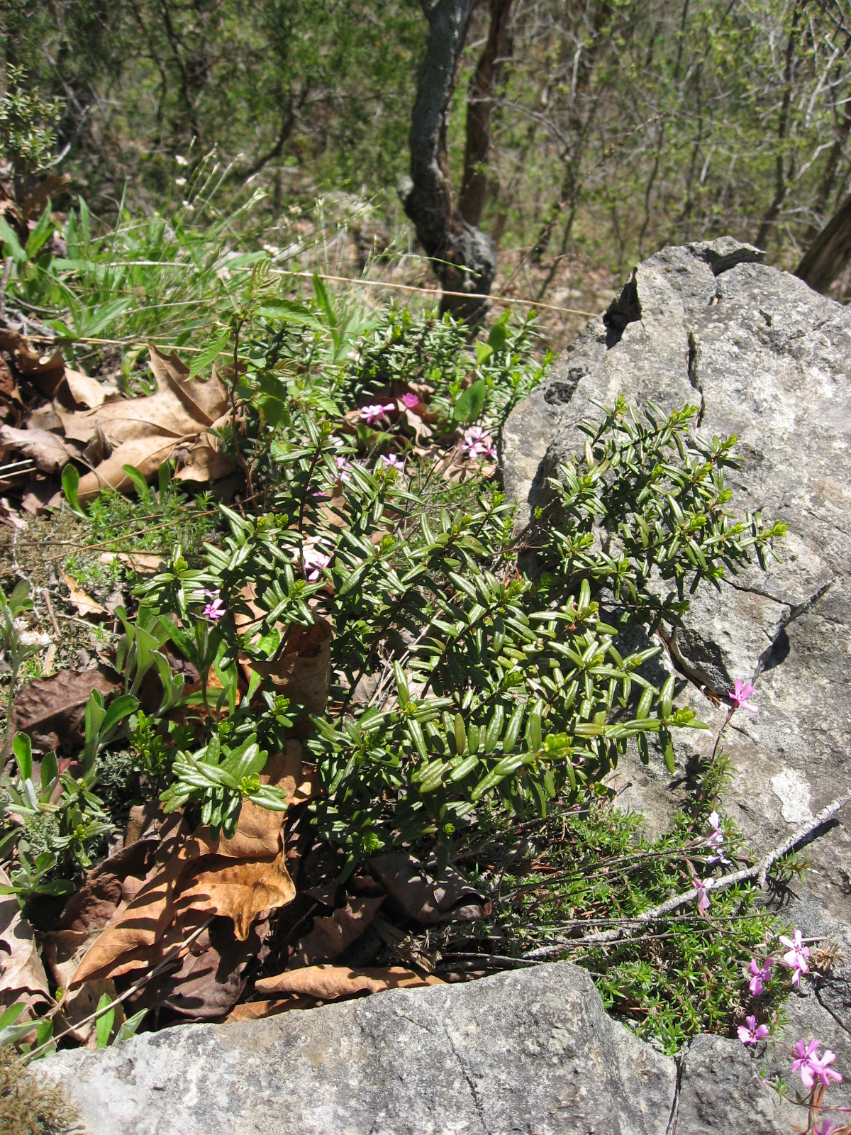 Mountain Lover (Paxistima canbyi) in Kentucky: Ancient flora, limestone ...