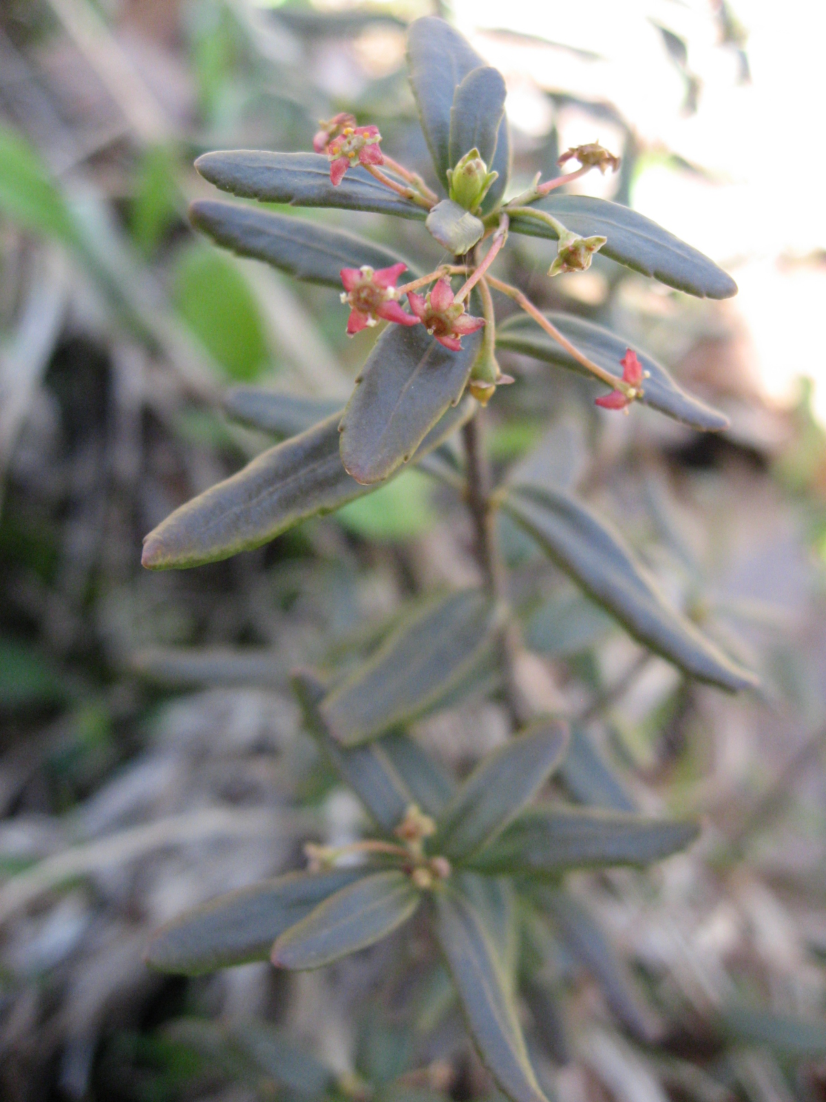 Mountain Lover (Paxistima canbyi) in Kentucky: Ancient flora, limestone ...