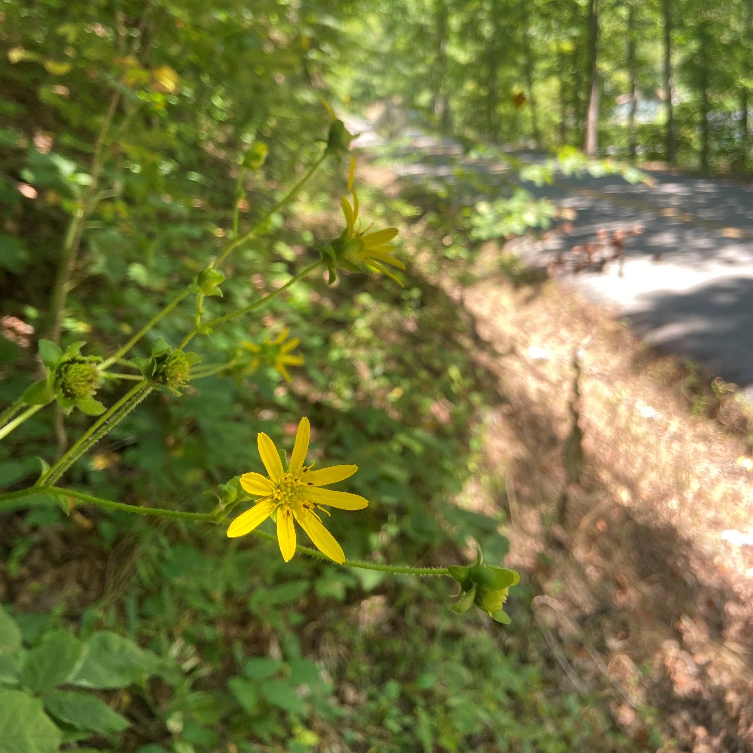 Project: Roadside Native Plants Archives - Kentucky Native Plant Society