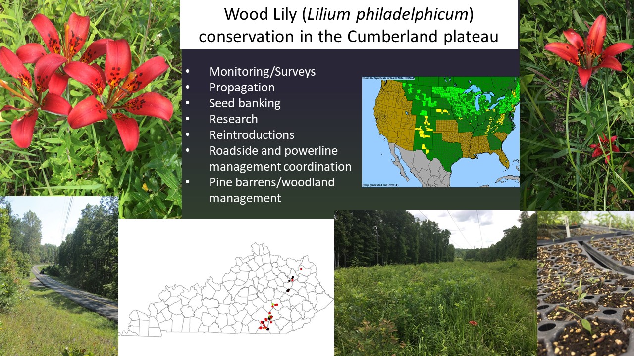 Wood Lily (Lilium phildelphicum) Conservation in the Cumberland Plateau ...