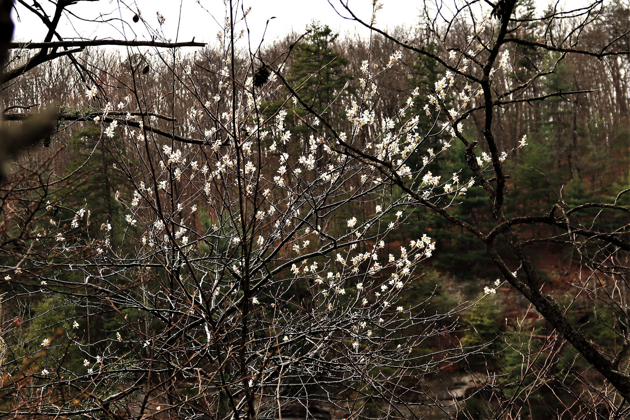 Meetings Archives - Kentucky Native Plant Society