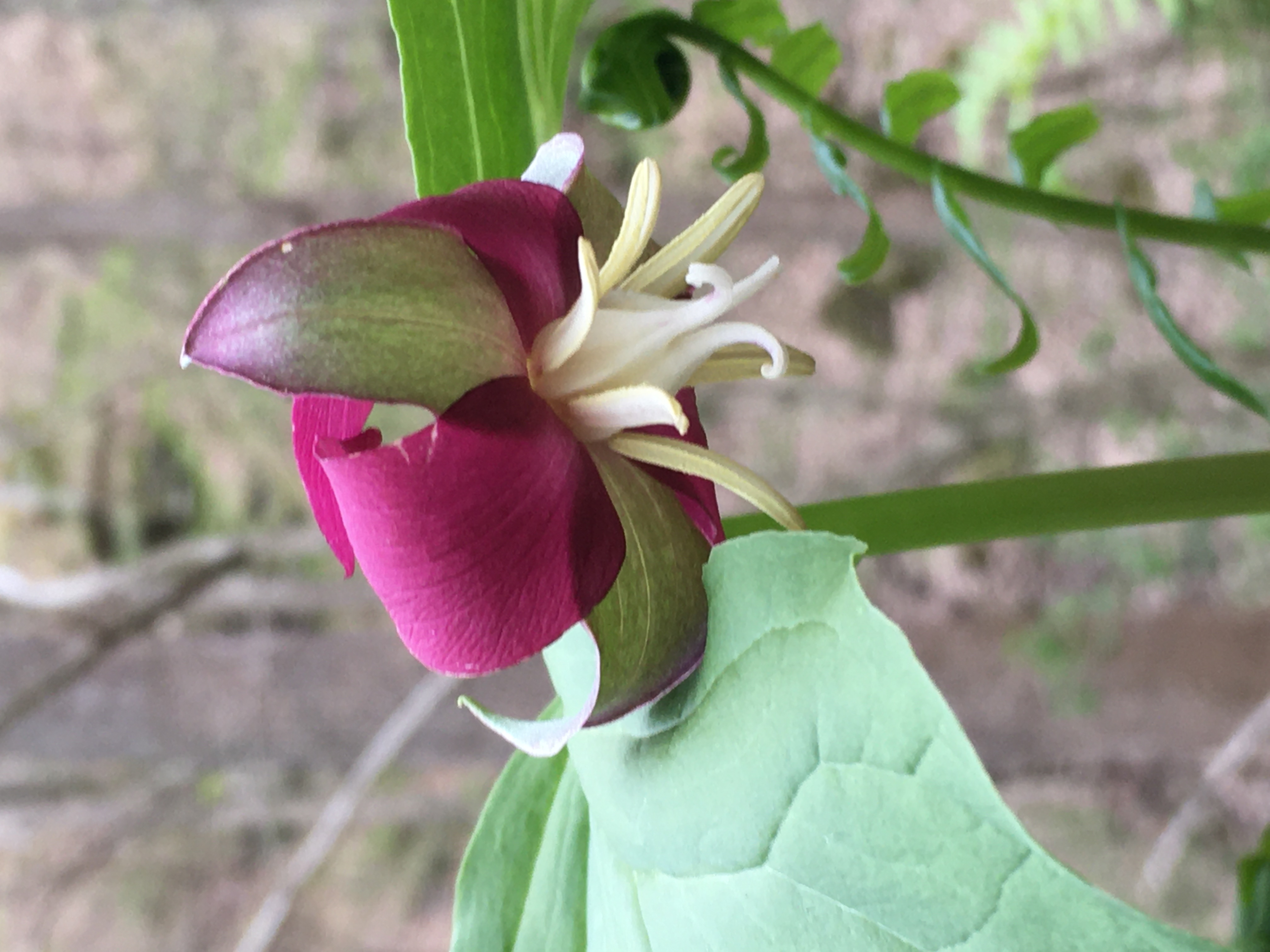 Trilliums of North America-new publication highlights the conservation ...