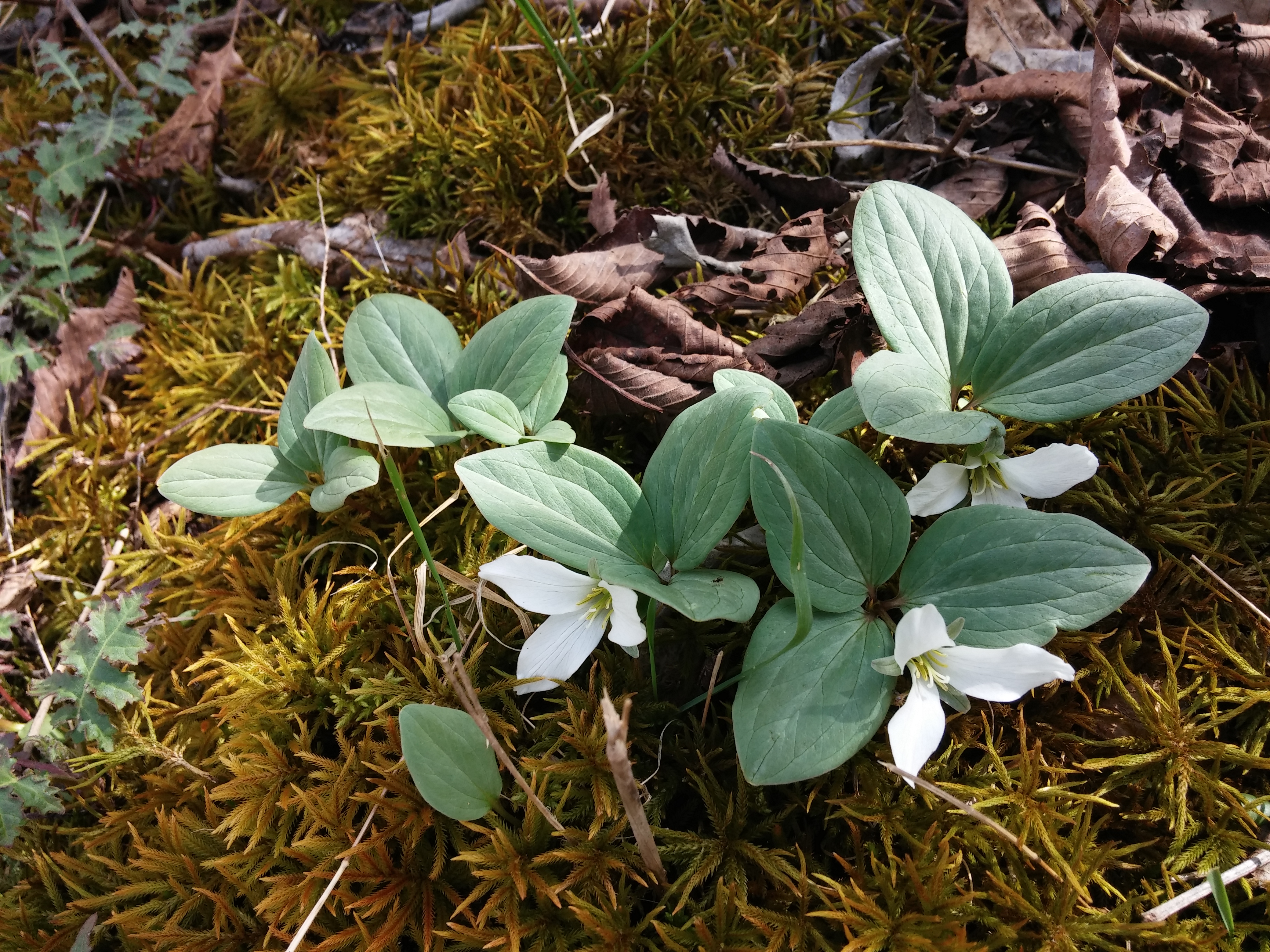Trilliums of North America-new publication highlights the conservation ...