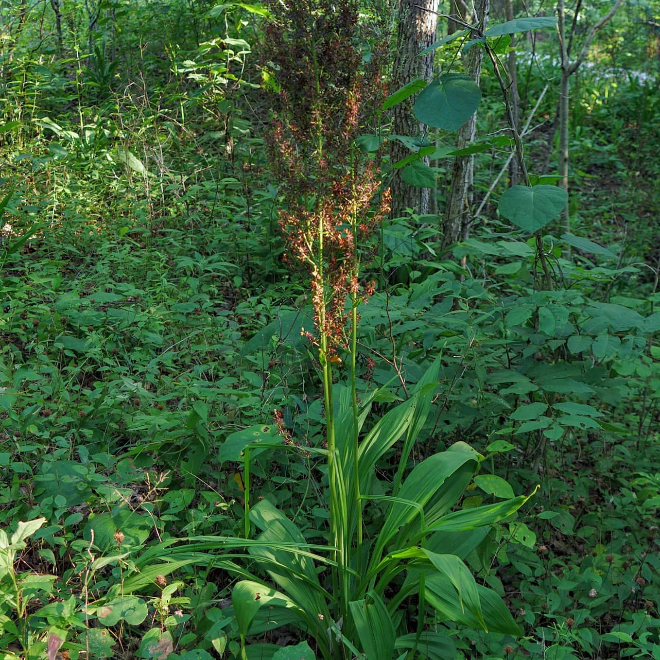 Field Trips Archives - Kentucky Native Plant Society