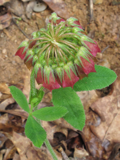 Clarks Rivers NWR Buffalo Clover (Trifolium reflexum) evaluation and ...