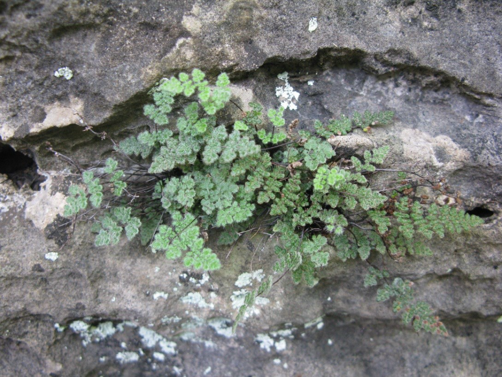 From the Lady Slipper Archives: The Slender Lip Fern in Kentucky ...