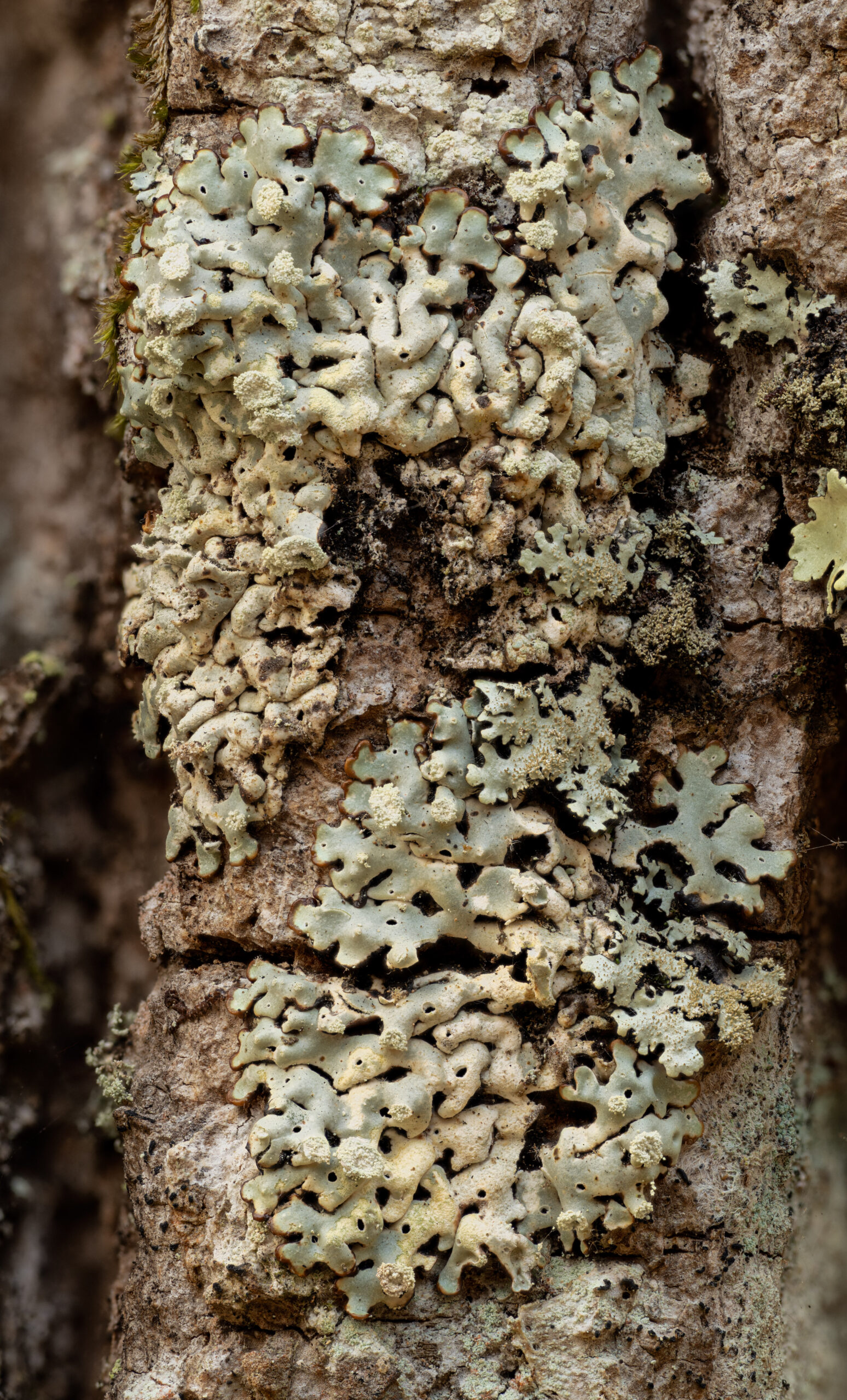 Testing of Lichen Photos - Kentucky Native Plant Society