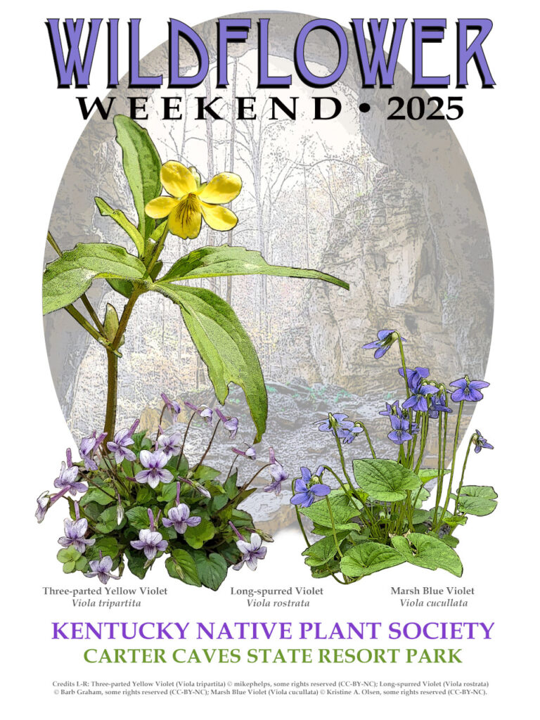 Wildflower Weekend 2025 Logo Design Contest, We Have A Winner ...